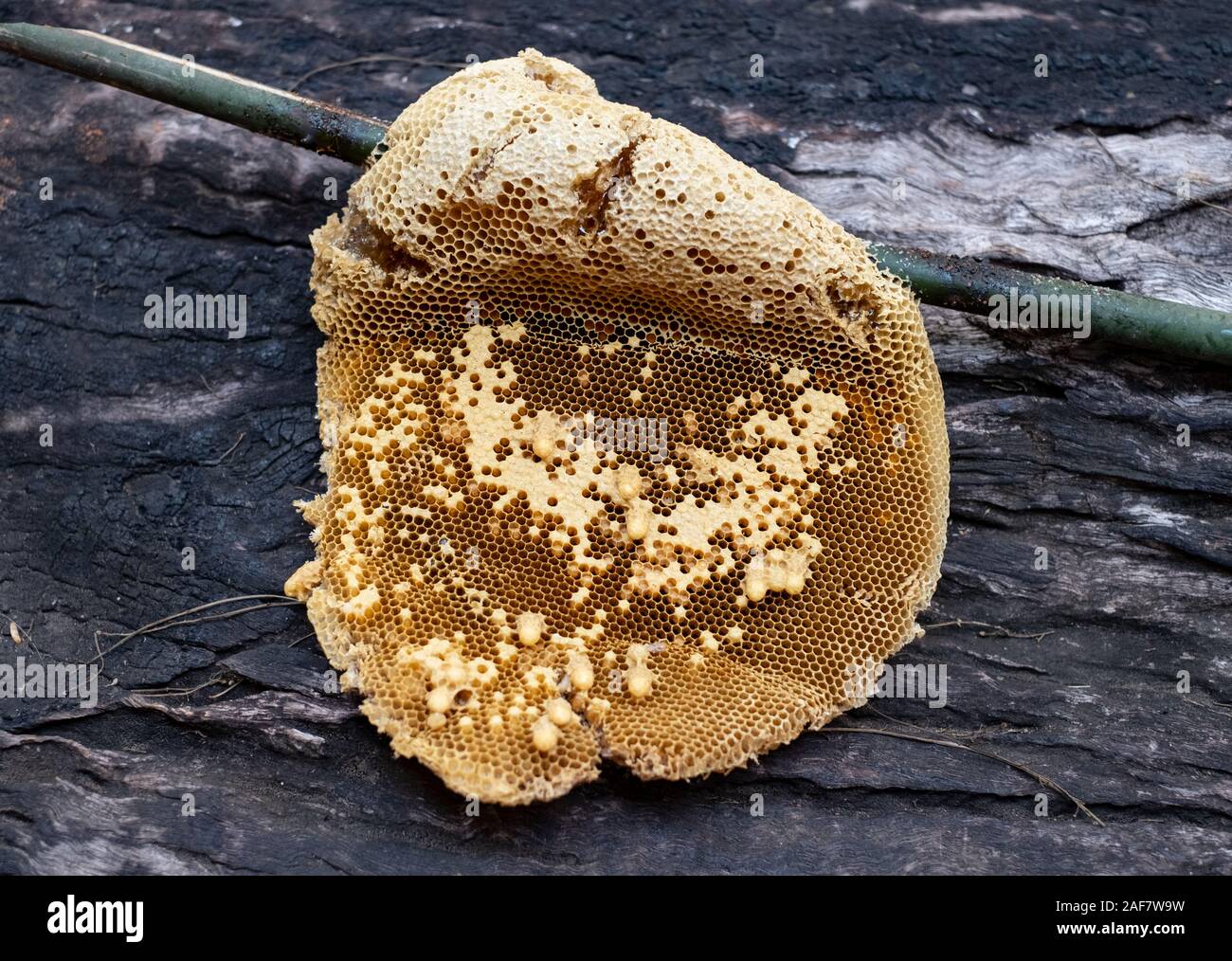 Natural wild honeycomb on bamboo branch and isolated on white ...
