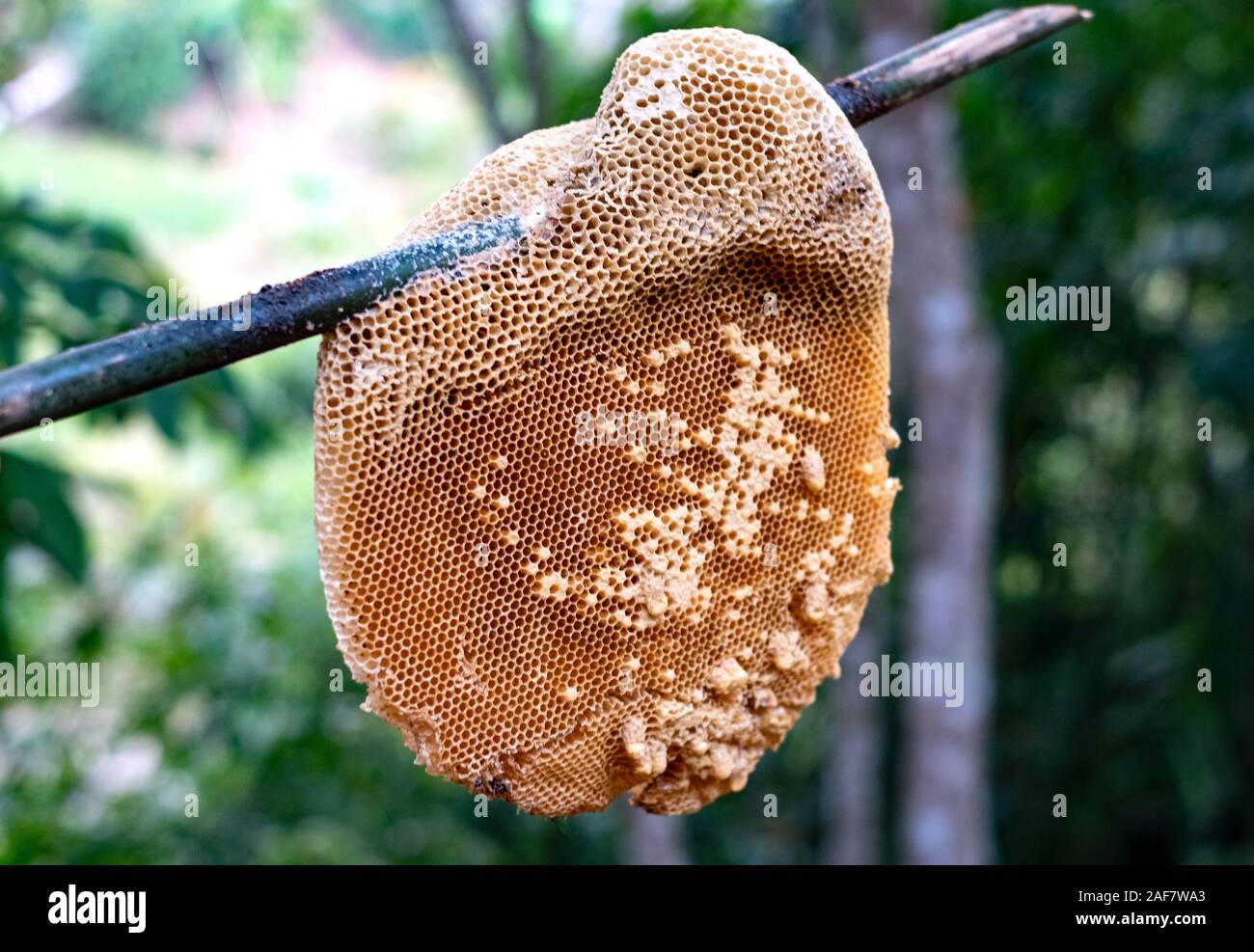 Natural wild honeycomb on bamboo branch and isolated on white ...