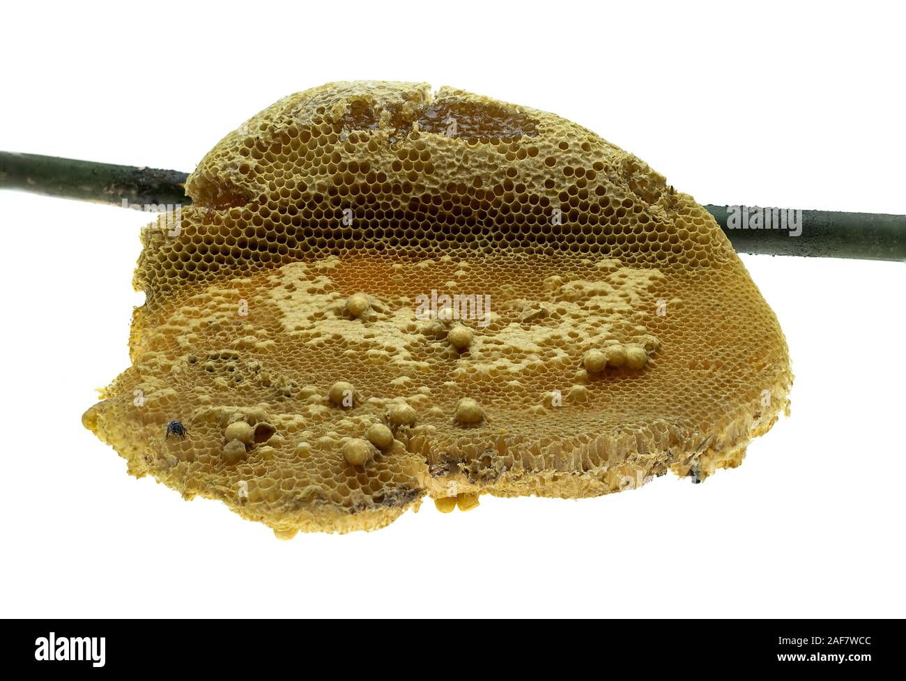 Natural wild honeycomb on bamboo branch and isolated on white ...