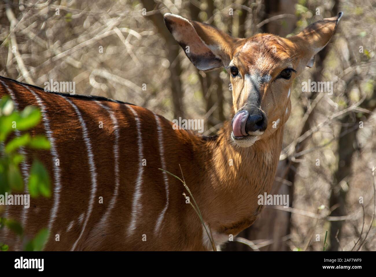 Head shot of a female Nyala licking lips with tongue out Stock Photo ...