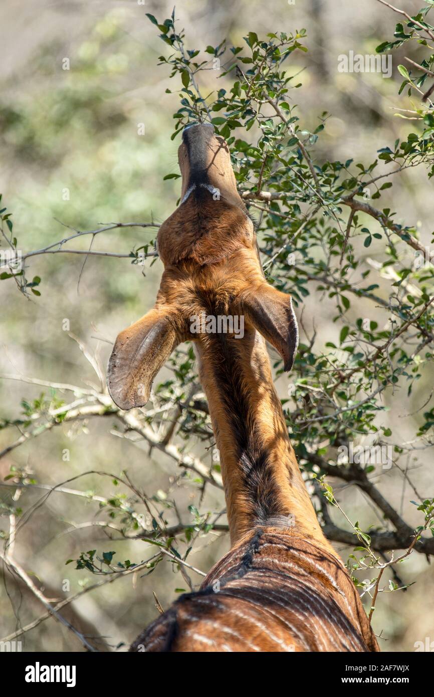 Female eating leaves hi-res stock photography and images - Alamy