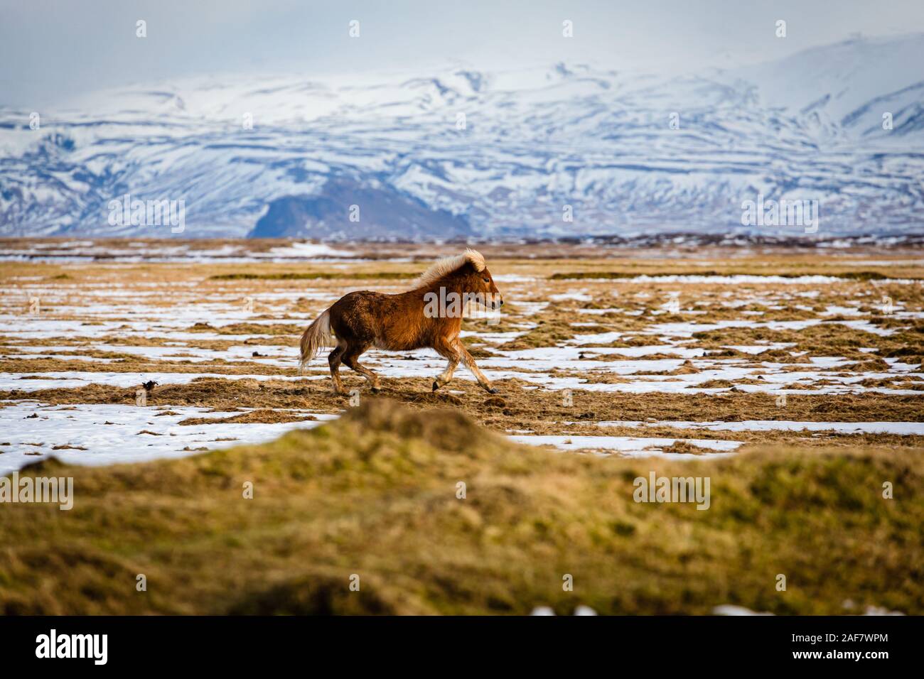 Icelandic Pony in natural environment Stock Photo - Alamy