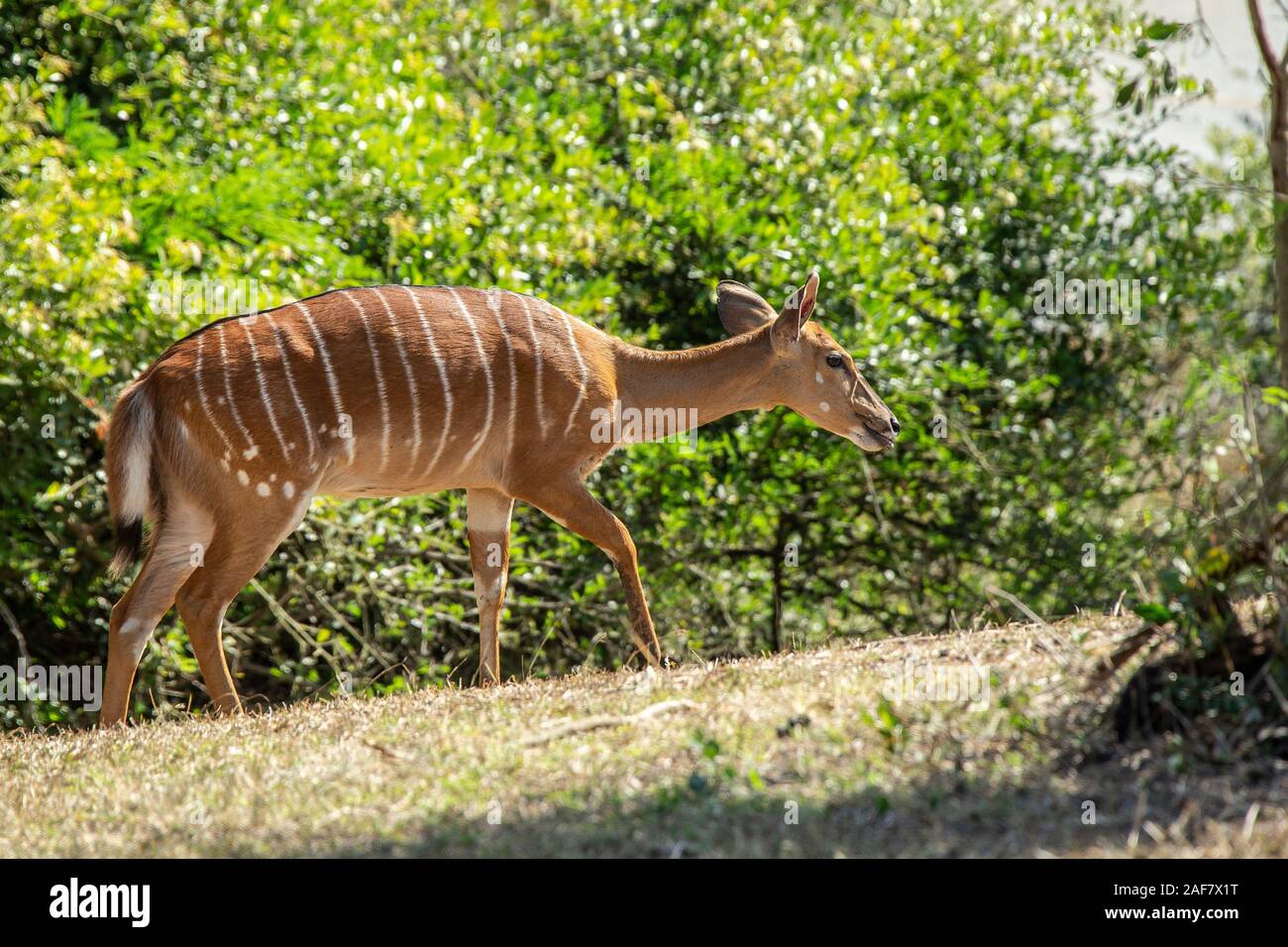 Female nyala in sunlight, side view Stock Photo - Alamy