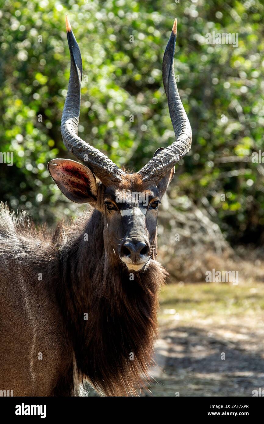 Nyala coat hi-res stock photography and images - Alamy