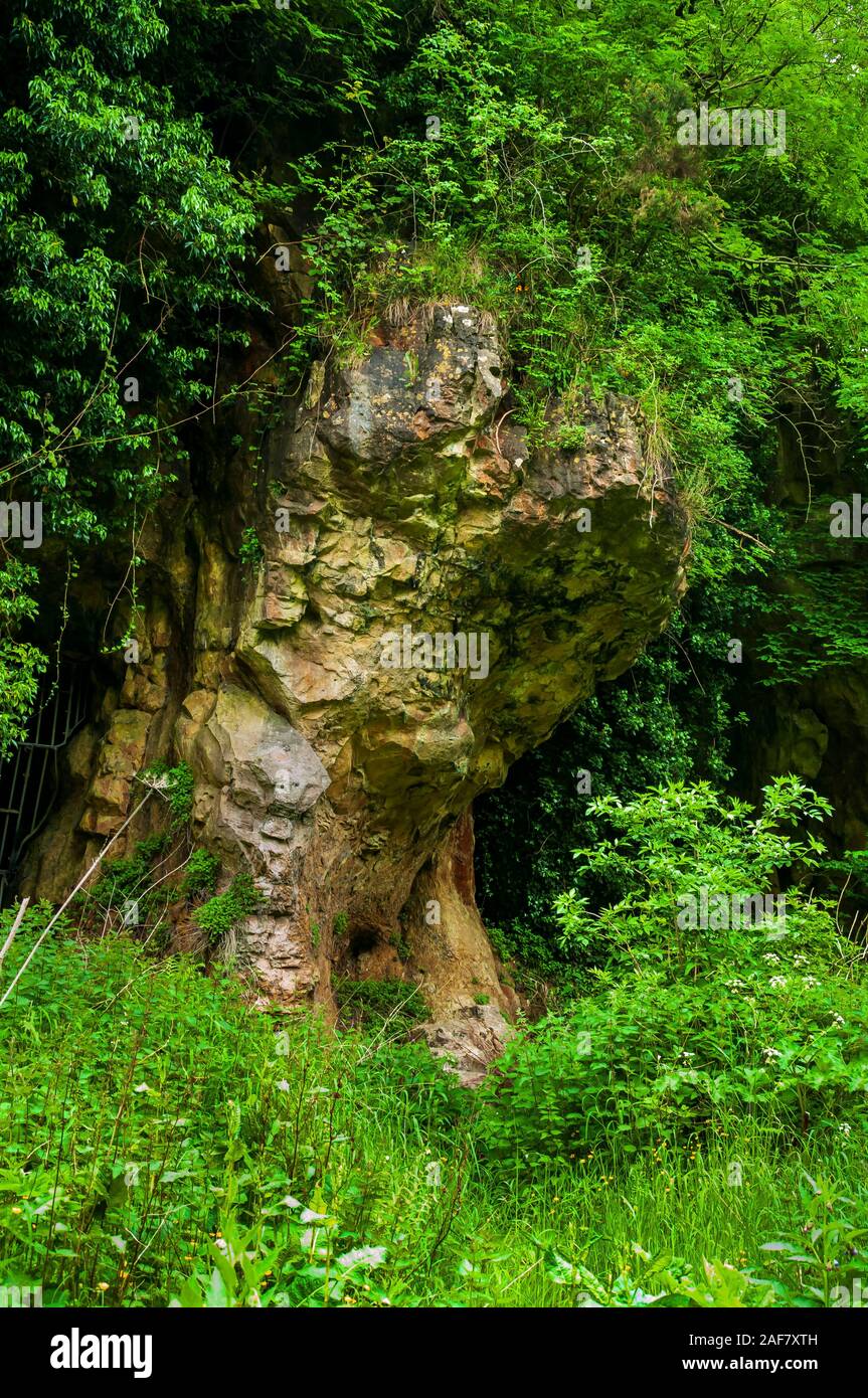 Limestone buttress at Creswell Crags, a Magnesian limestone gorge on ...
