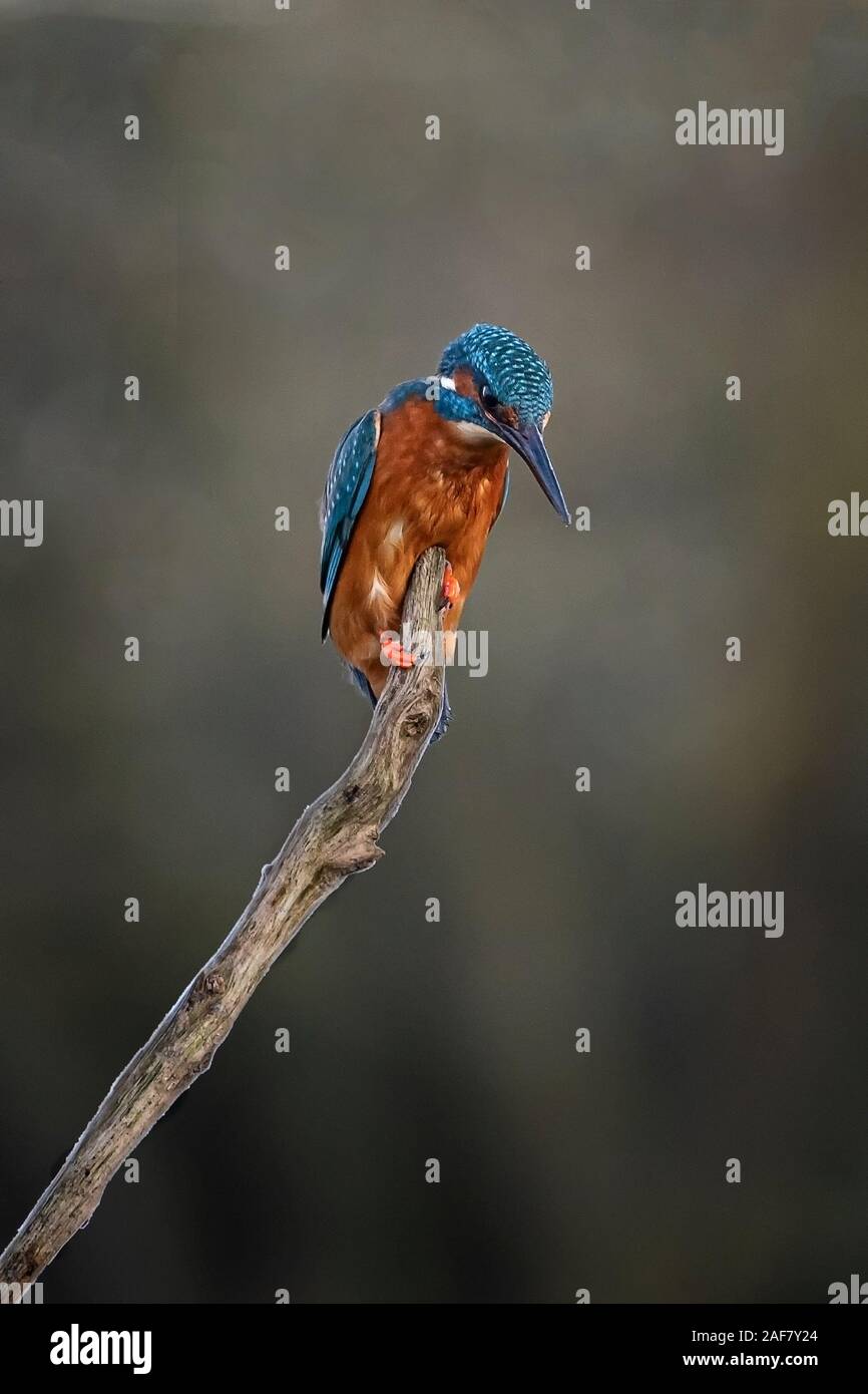 Fish slow stream hi-res stock photography and images - Alamy