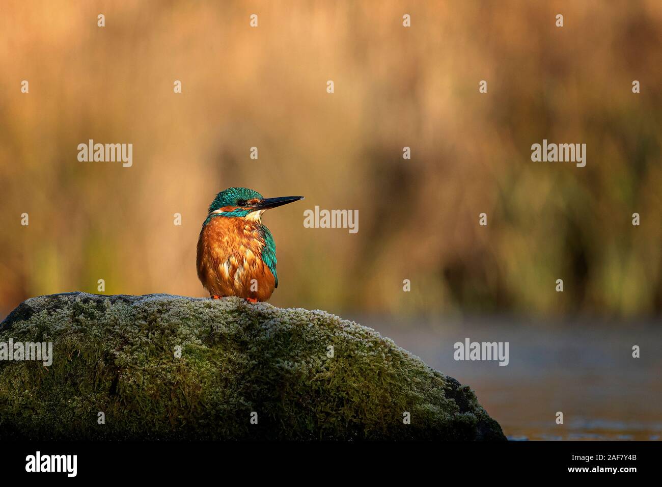 Common Kingfisher (Alcedo atthis Stock Photo - Alamy