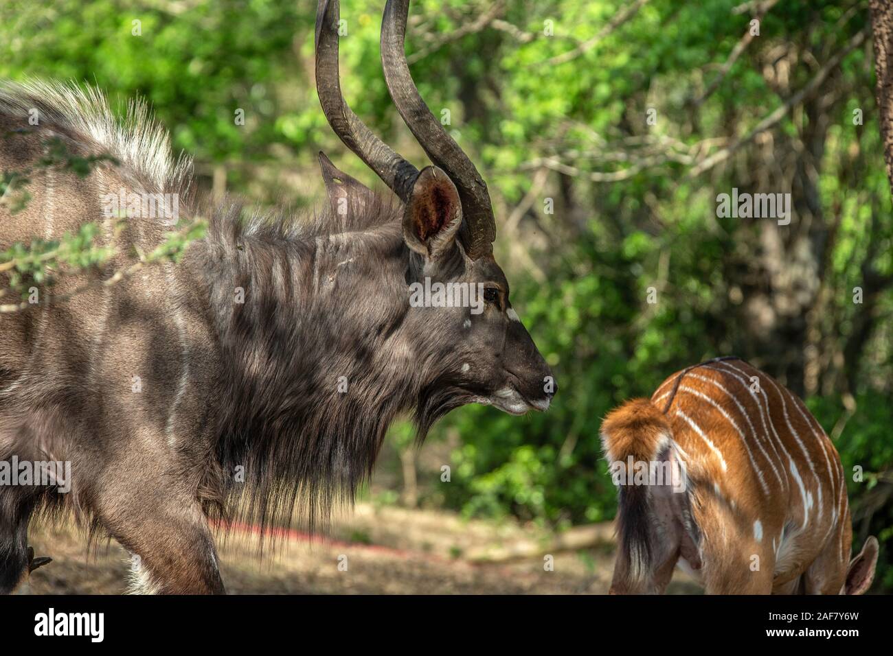 Mating antelope hi-res stock photography and images - Alamy