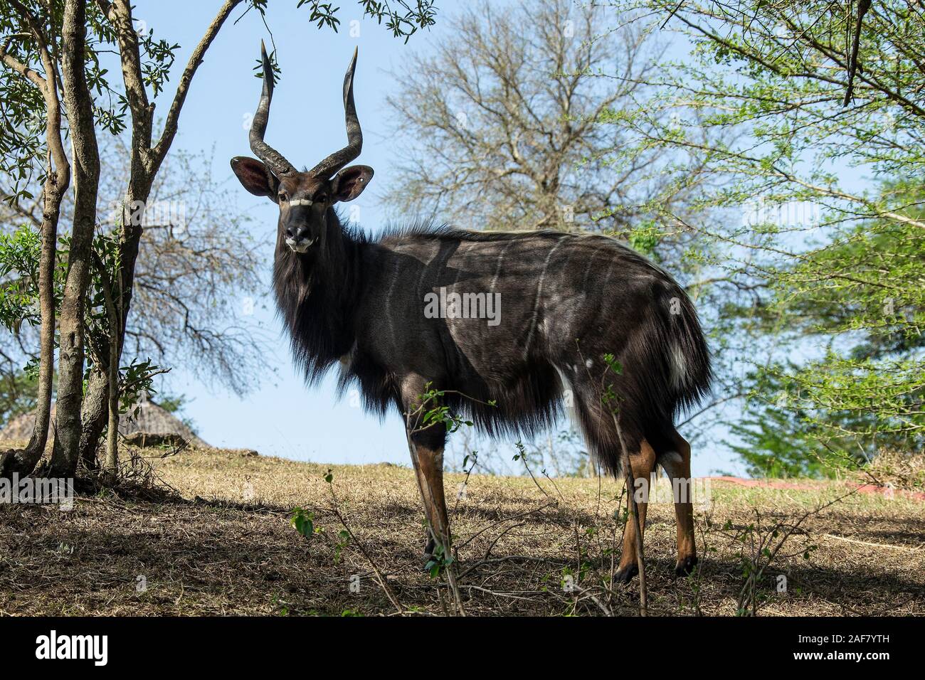 Nyala Coat High Resolution Stock Photography and Images - Alamy