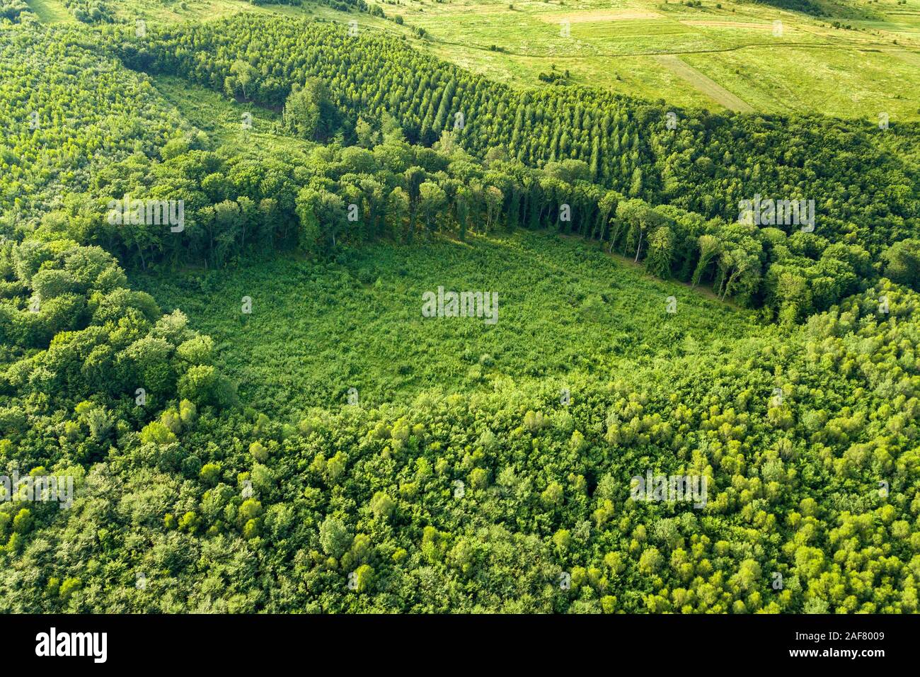 Top down aerial view of green summer forest with large area of cut down ...