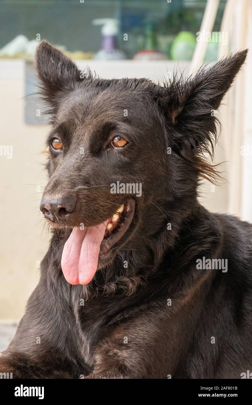 Black gray dog mutt is suffering from the heat on the street in the ...