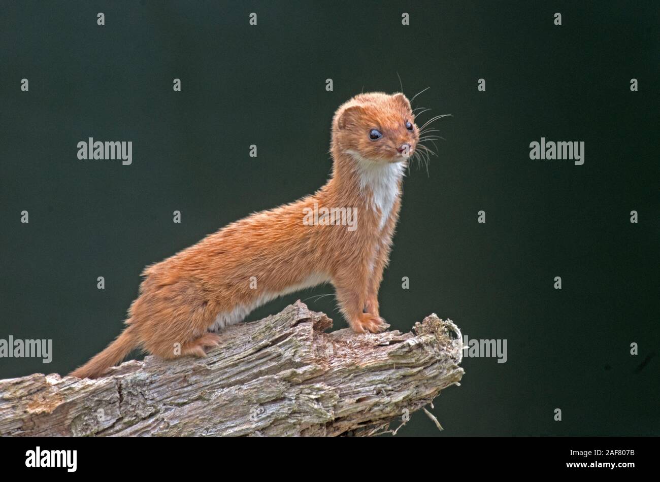 WEASEL Mustela Nivalis Stock Photo - Alamy