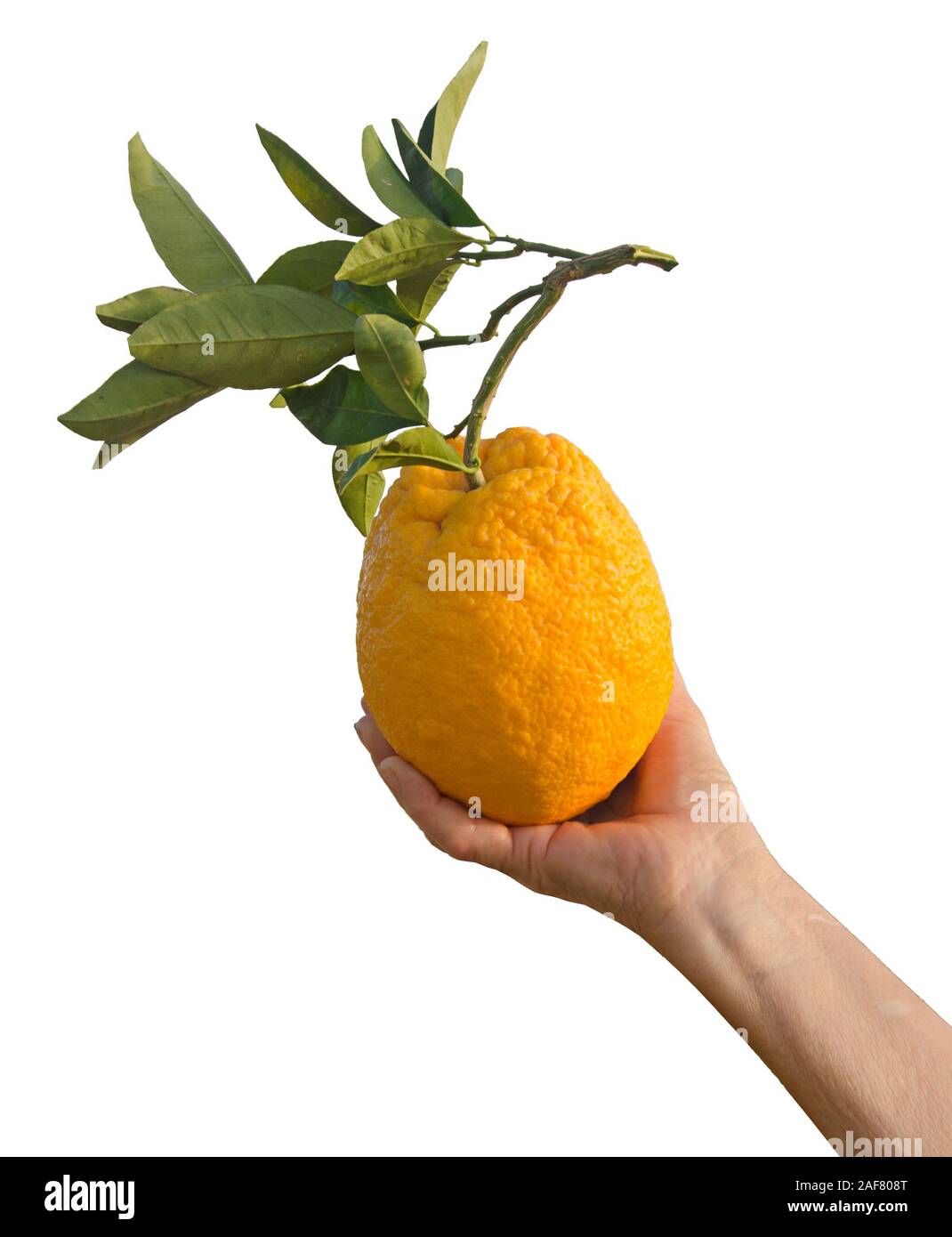 Hand holding orange Stock Photo - Alamy