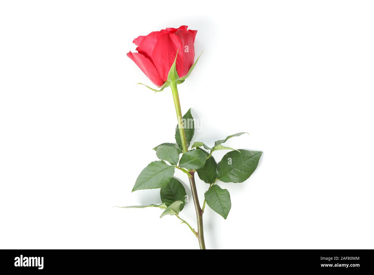 Beautiful red rose flower isolated on white background Stock Photo - Alamy
