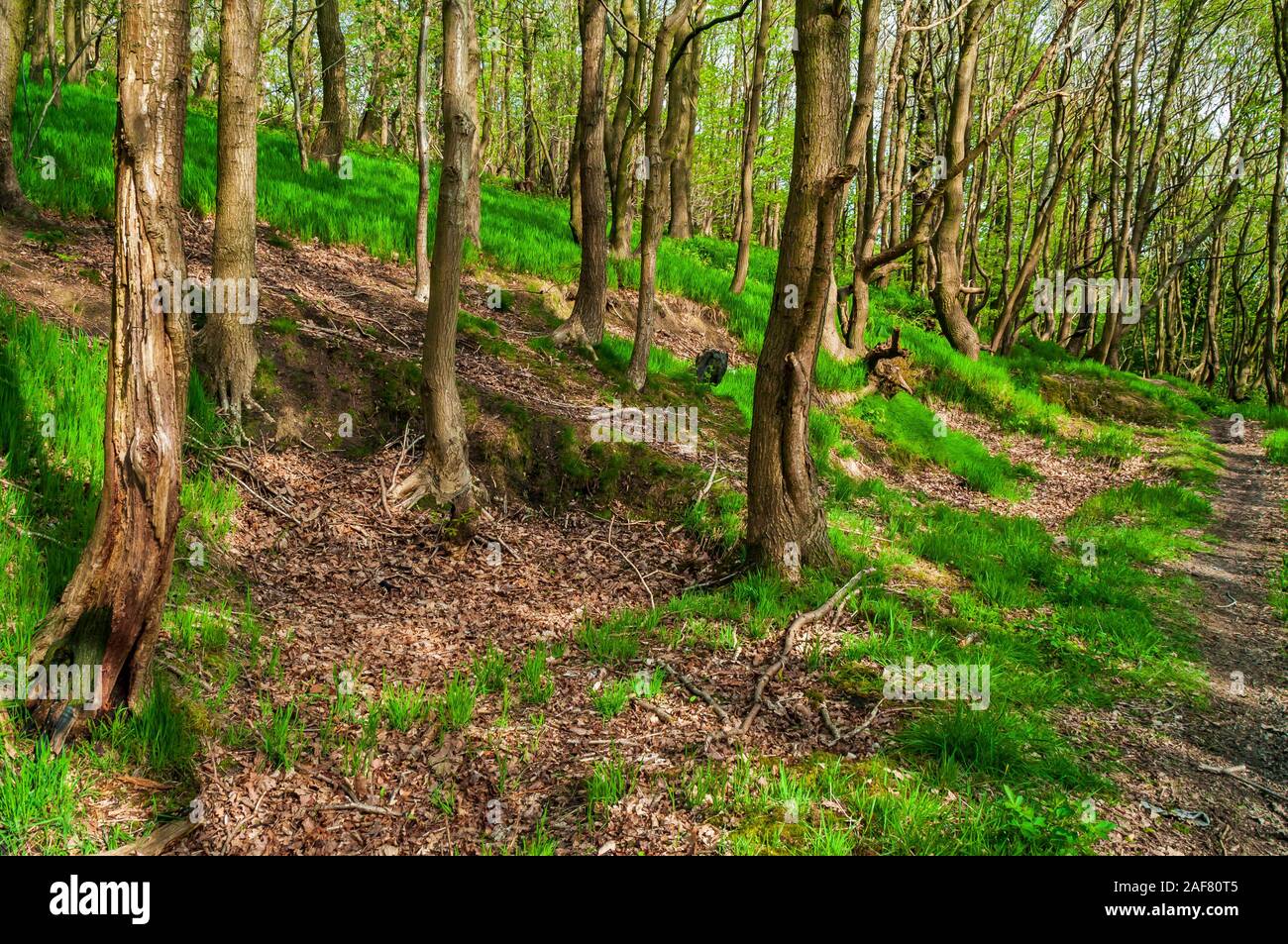 Abandoned and overgrown opencast coal workings on a thin seam in Buck ...