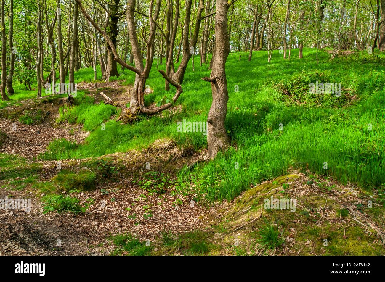 Abandoned and overgrown opencast coal workings on a thin seam in Buck ...