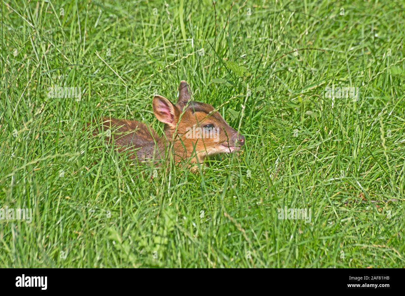 MUNTJAC Muntiacus Reevesi Deer Fawn Stock Photo - Alamy