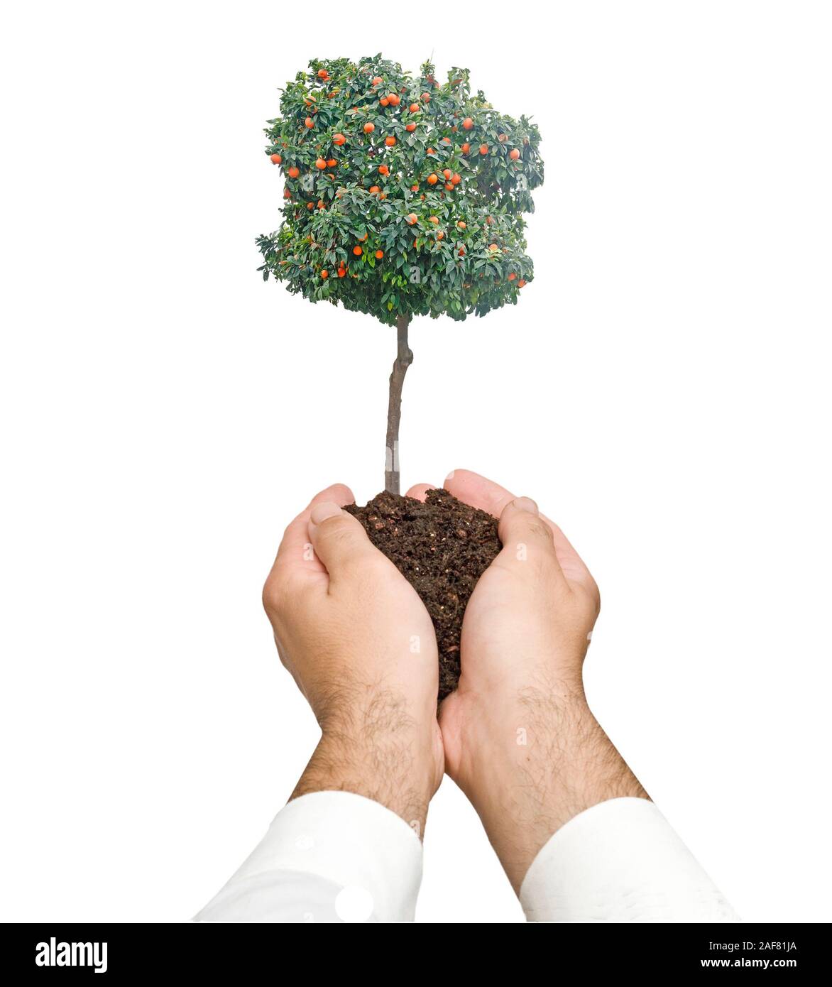 Planting fruit tree Cut Out Stock Images & Pictures - Alamy