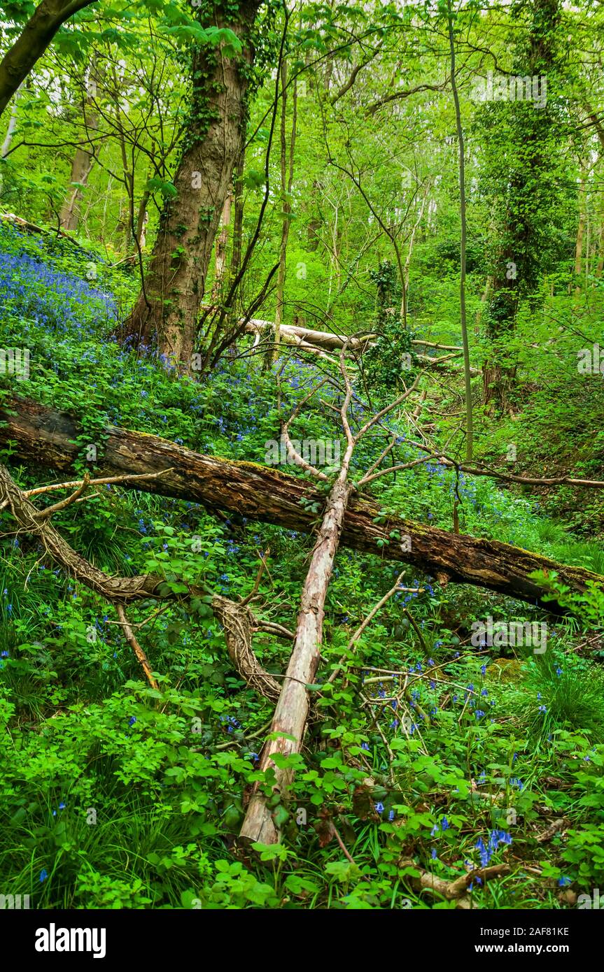 Woodland excavation hi-res stock photography and images - Alamy