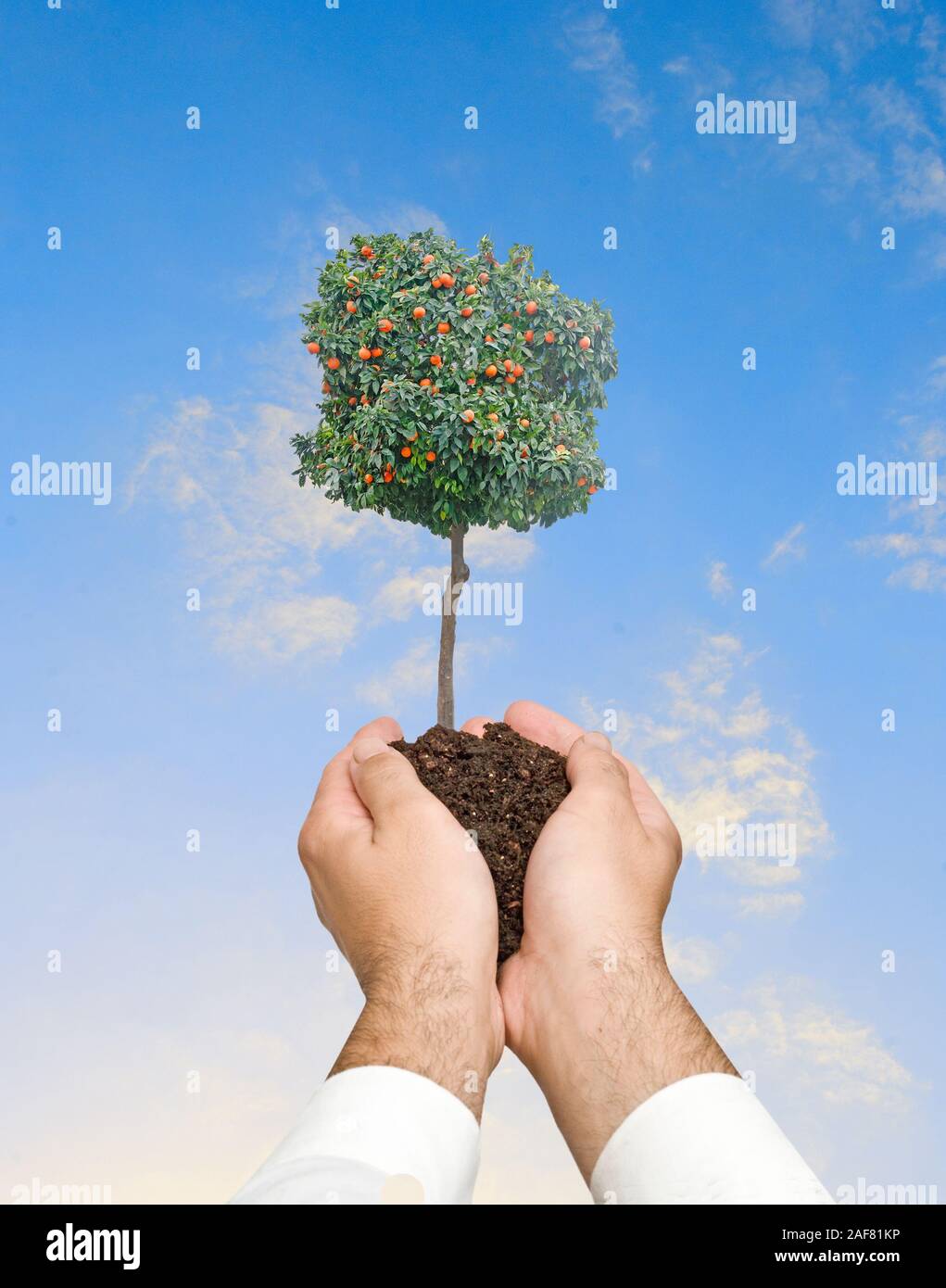 Orange tree in hands Stock Photo - Alamy