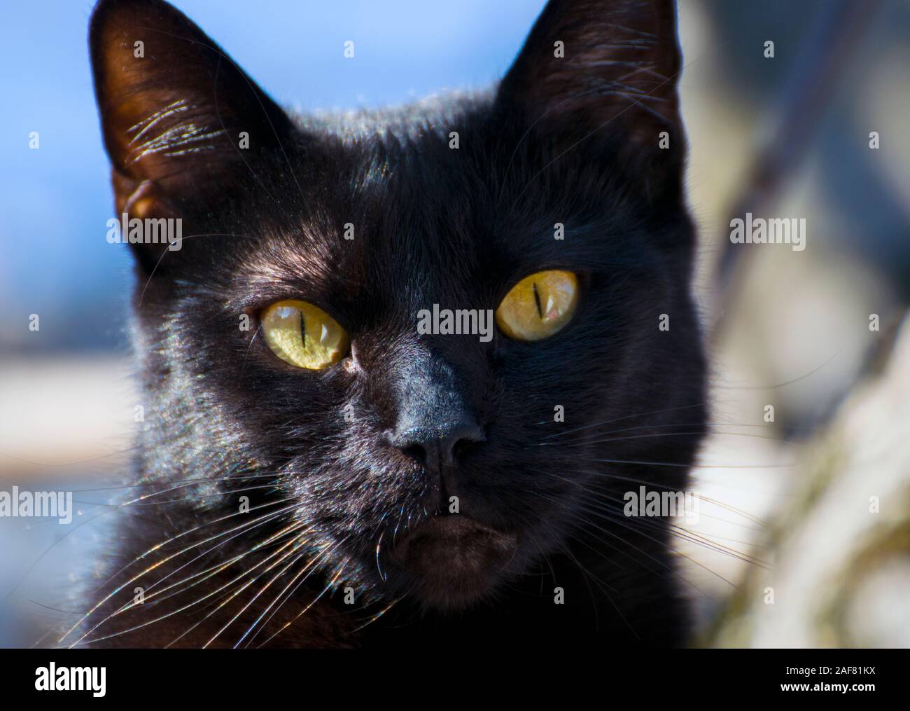 Beautiful black cat looking right in the camera; natural, sunny ...