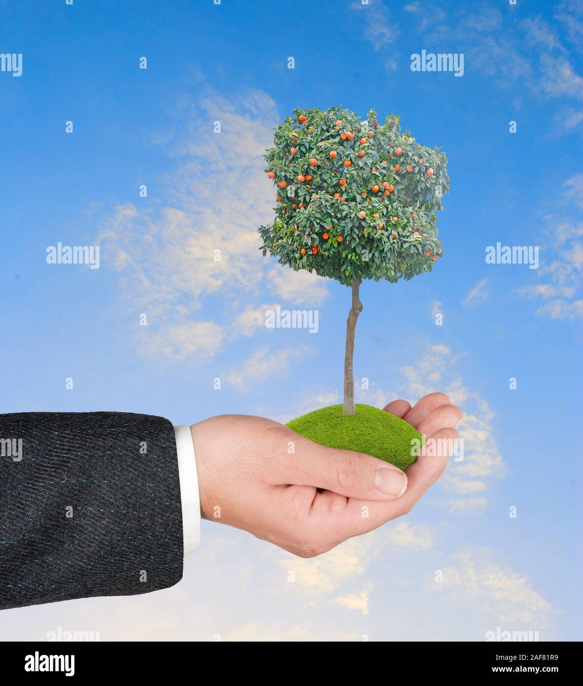 Orange tree in hands Stock Photo - Alamy