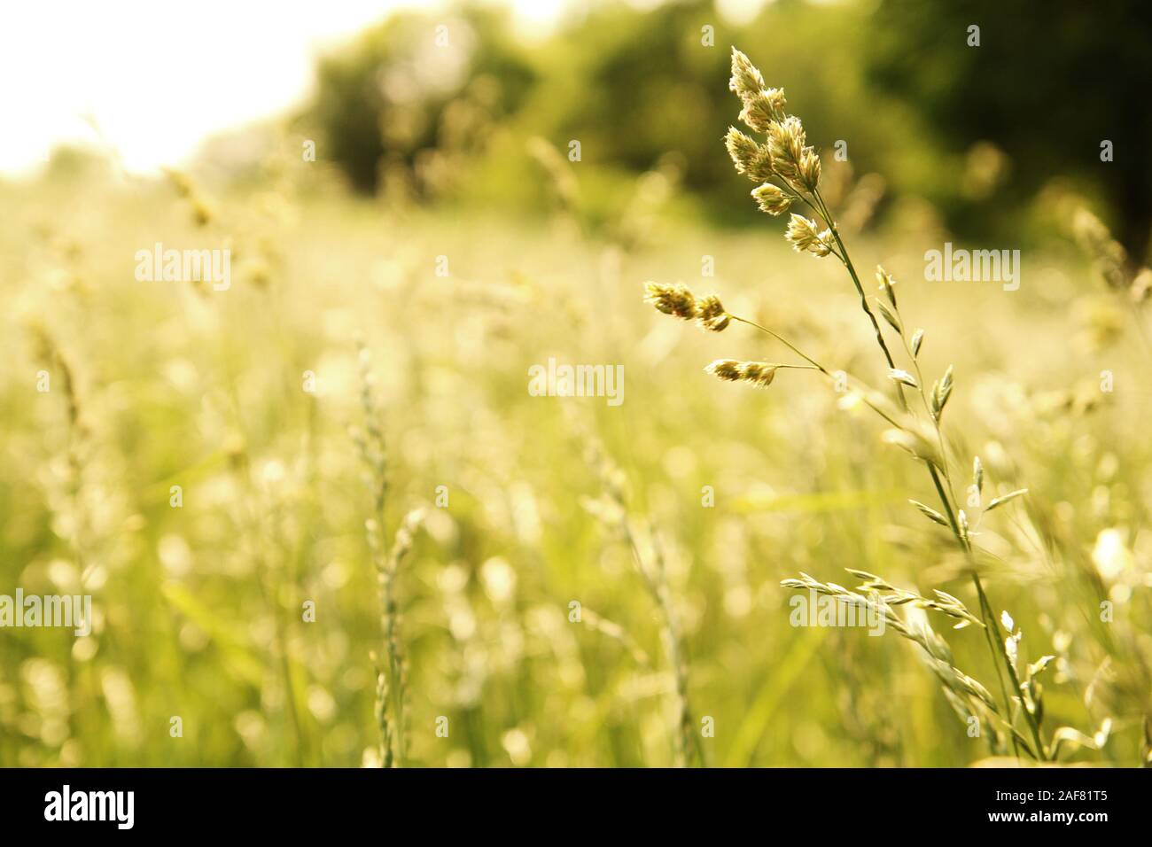 Single stem of grass in focus in a field of wild grasses Stock Photo ...