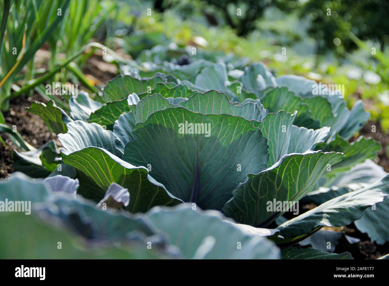 Cabbage plants in a row with their leaves open to the sun Stock Photo ...