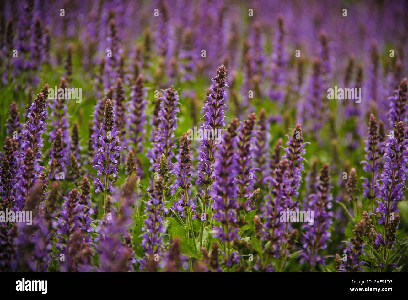 Sage green color hi-res stock photography and images - Alamy