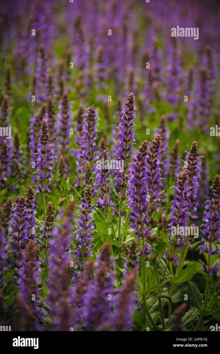 Sage green color hi-res stock photography and images - Alamy