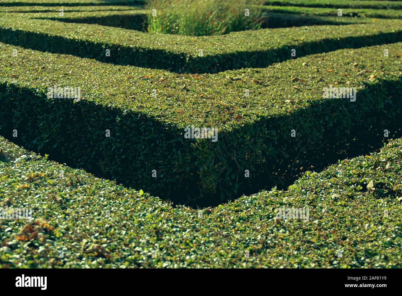 The corner of a hedge maze Stock Photo - Alamy