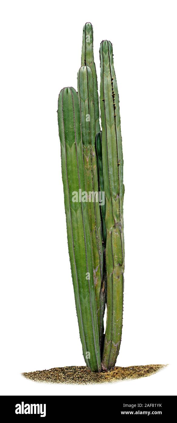 cactus isolated on white background Stock Photo - Alamy