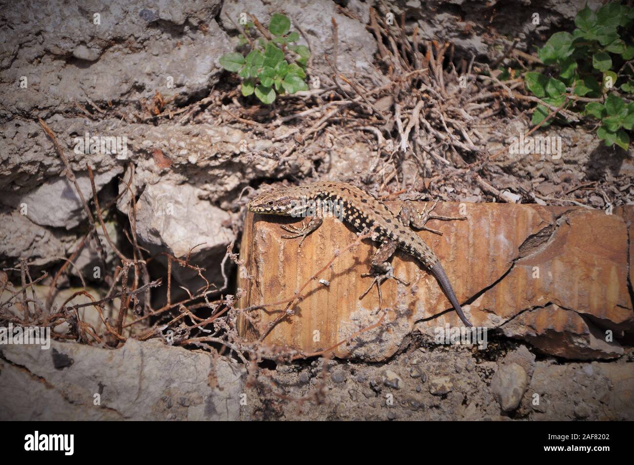 Italan wall lizard (Podarcis siculus Stock Photo - Alamy