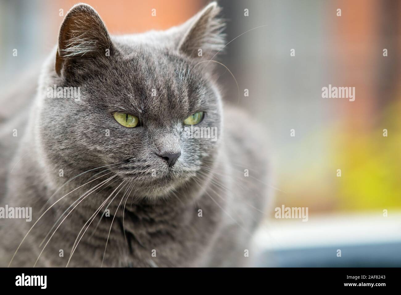 Closeup portrait of serious grey furry cat Stock Photo - Alamy