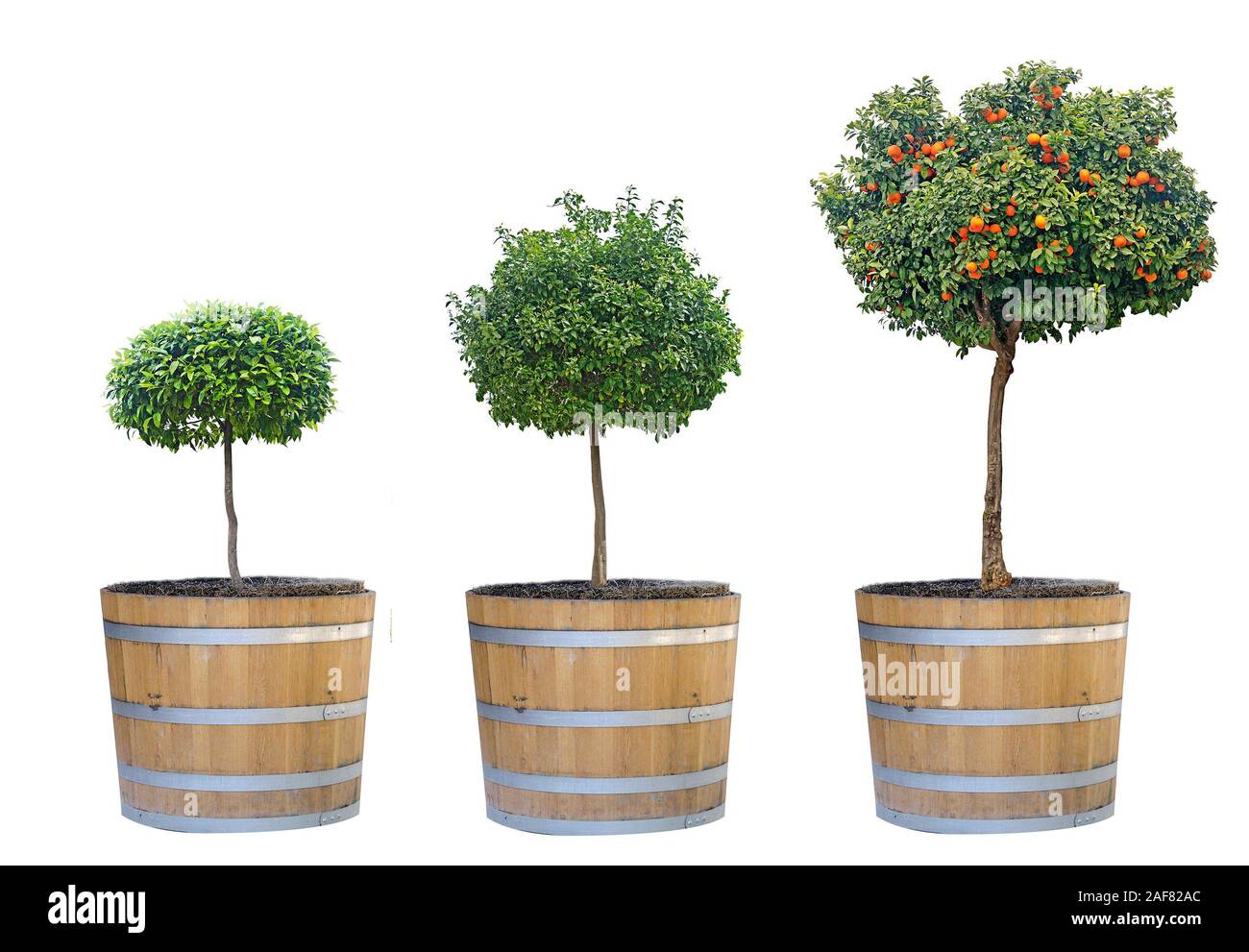 Growth of citrus trees Stock Photo - Alamy