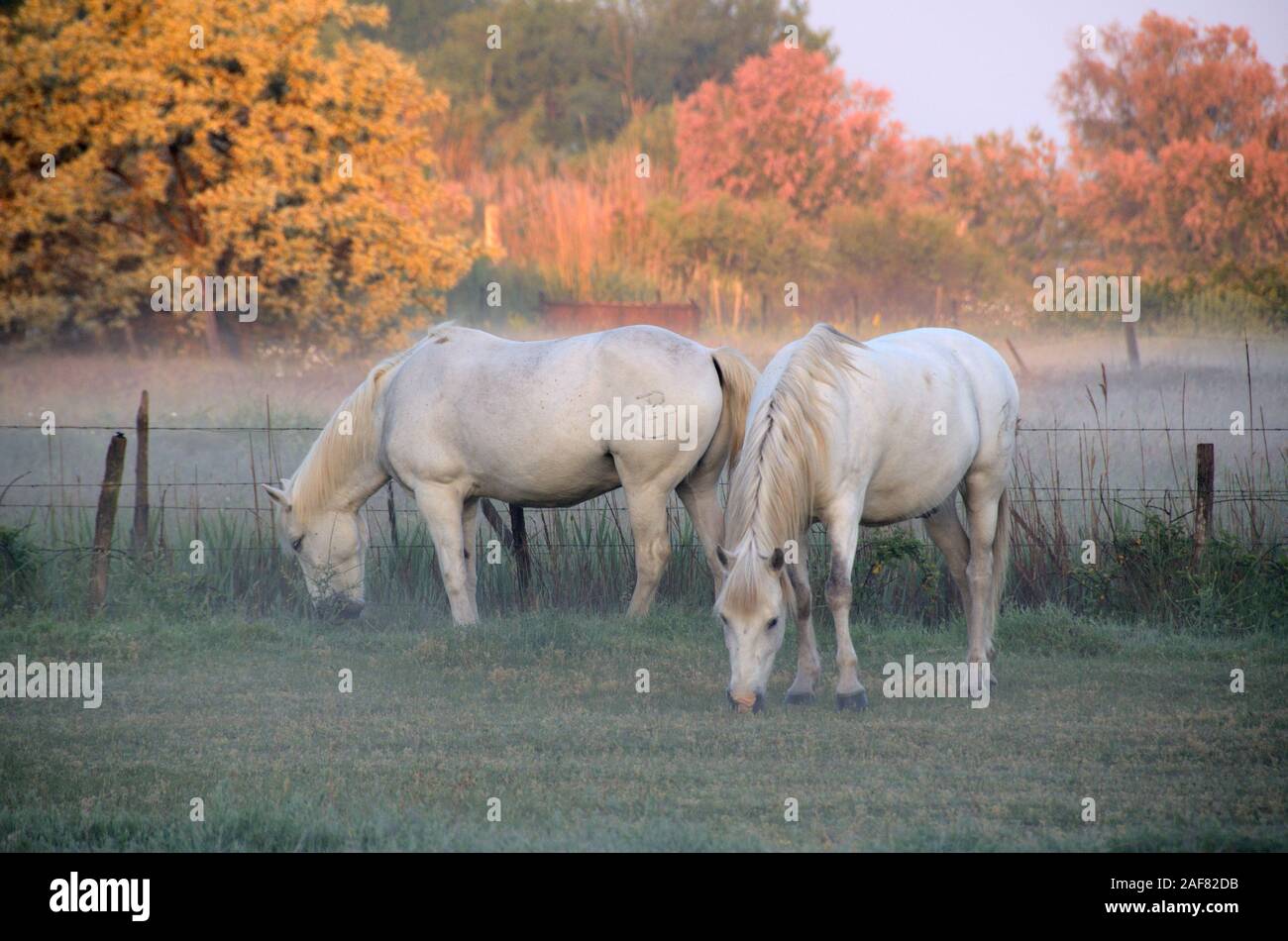 Two White Camargue Horses on Misty Spring Morning in the Camargue ...