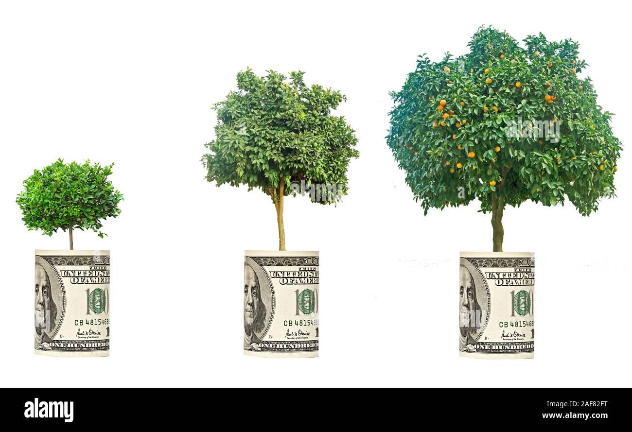 three orange trees growing from dollar bill Stock Photo - Alamy