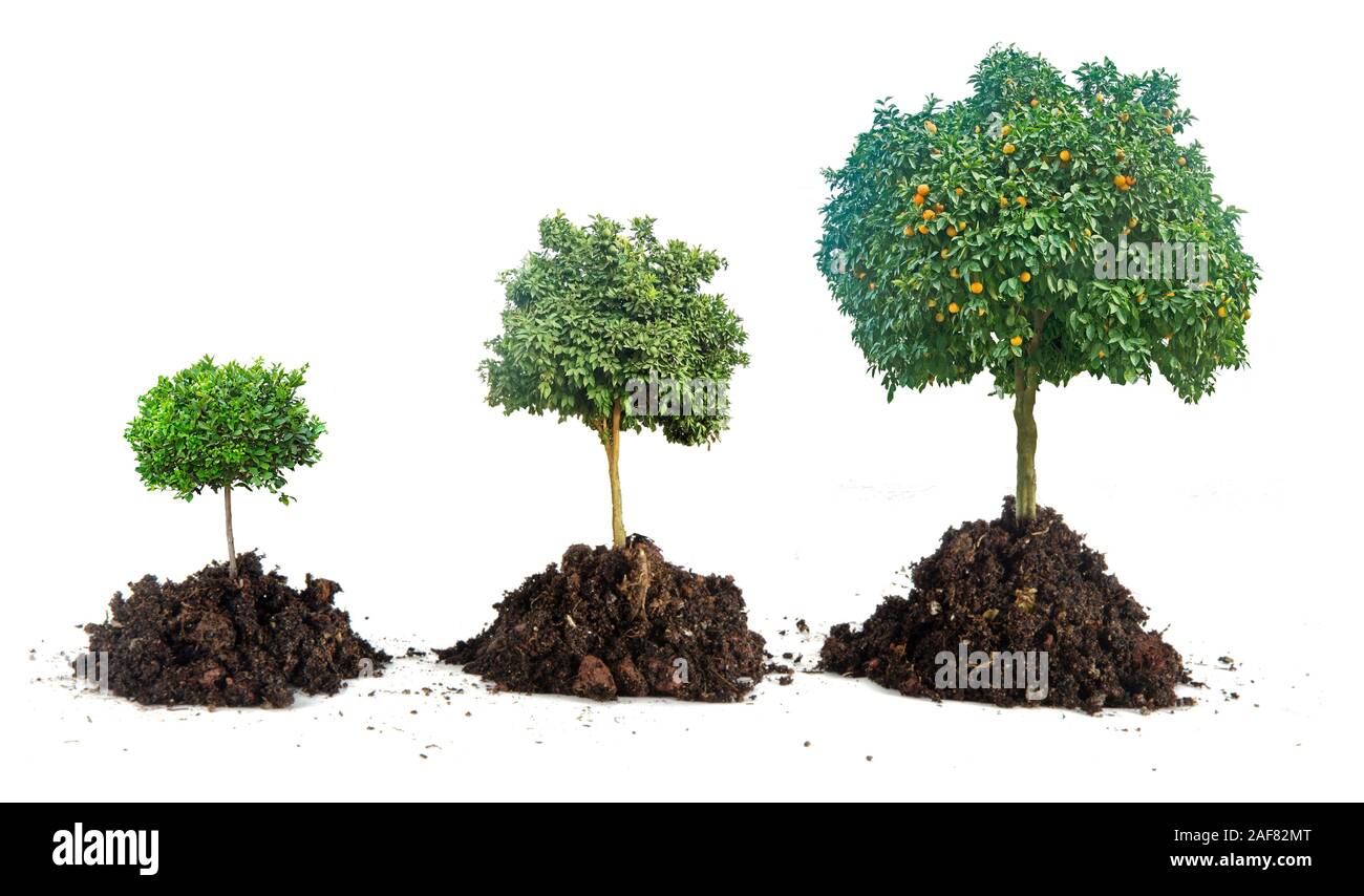 Three trees Cut Out Stock Images & Pictures - Alamy