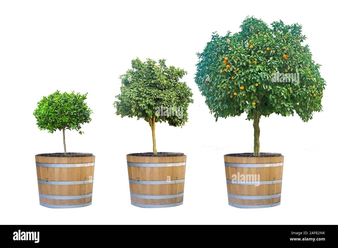 Three citrus trees in pot Stock Photo - Alamy
