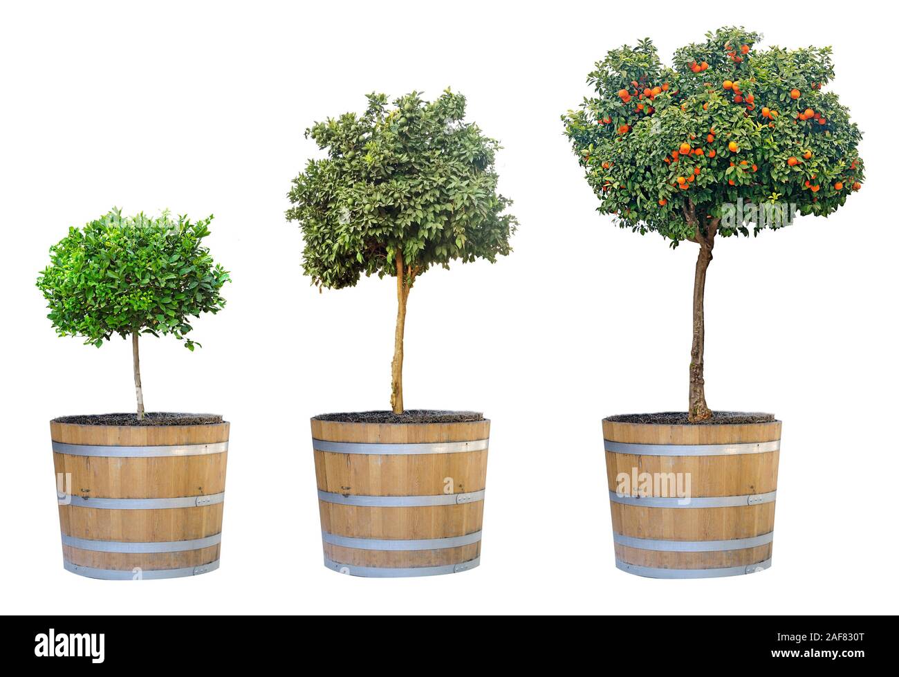 Growth of citrus trees Stock Photo - Alamy