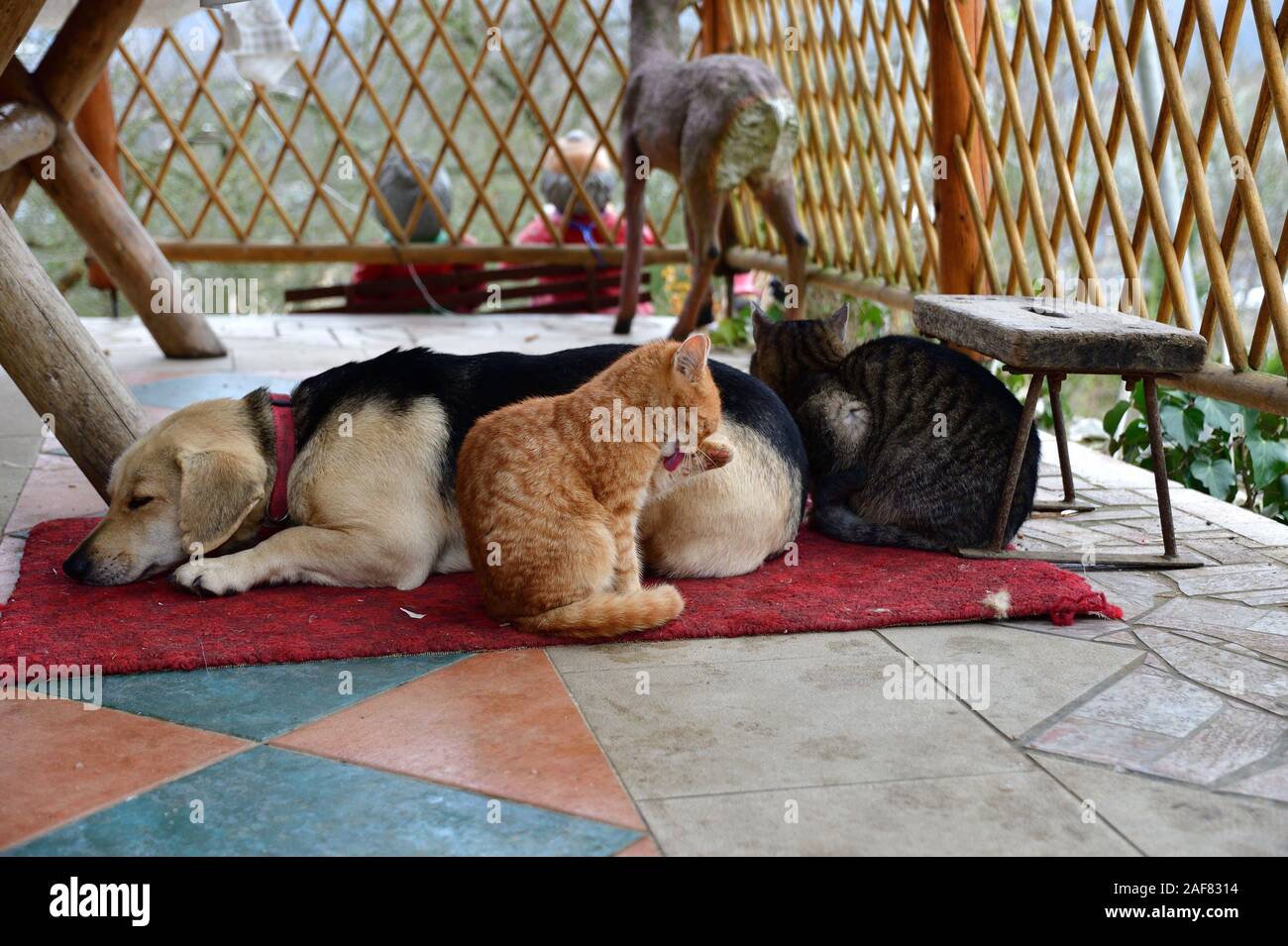 Dog and two cats to snuggle each other as best friends Stock Photo - Alamy