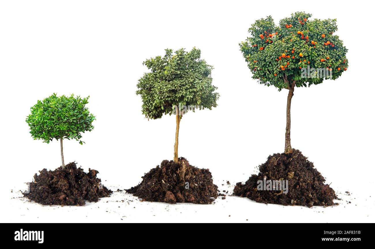 three citrus trees on white background Stock Photo - Alamy