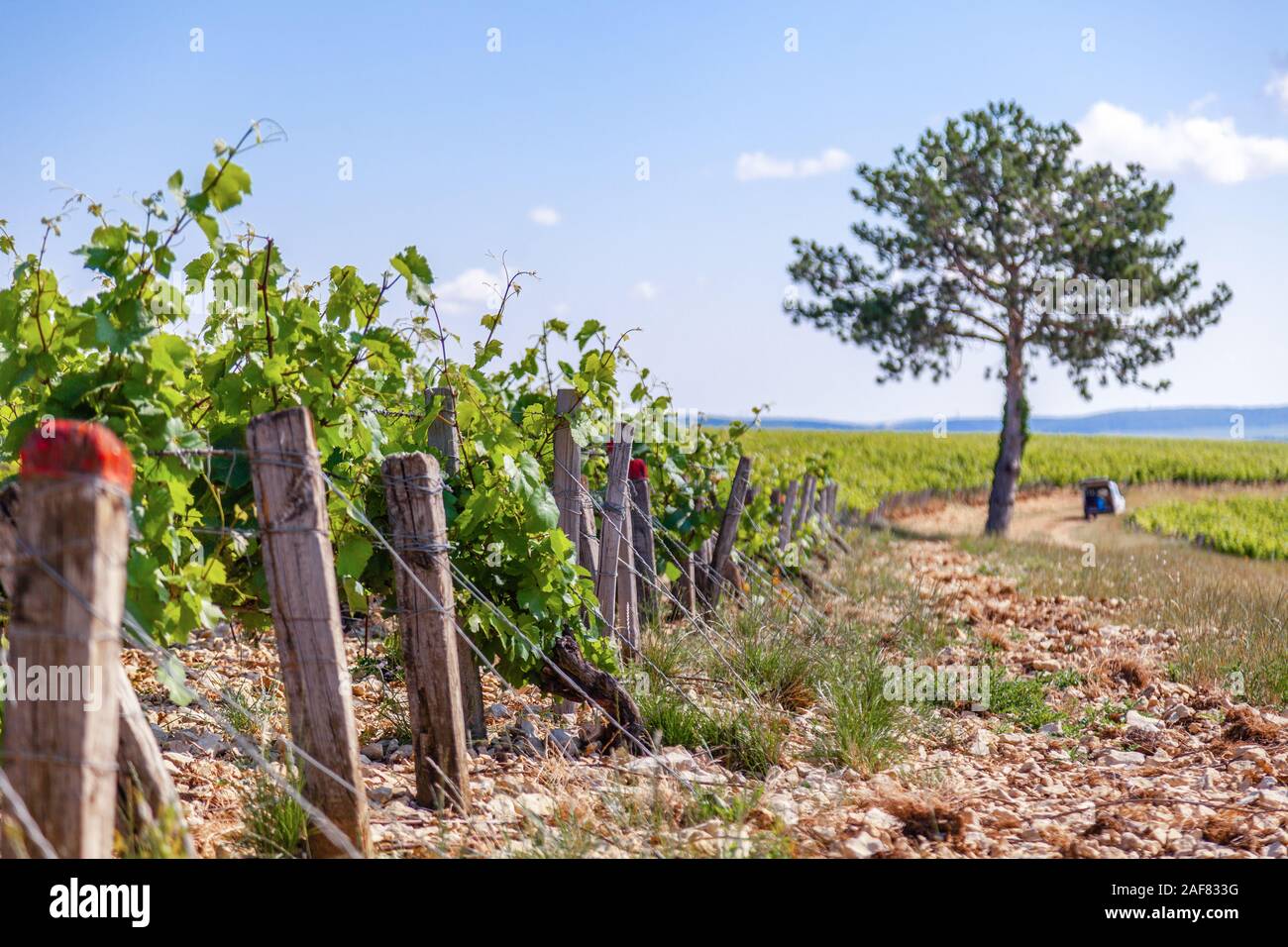 Closeup panoramic shot rows summer vineyard scenic landscape, plantation, beautiful wine grape ...
