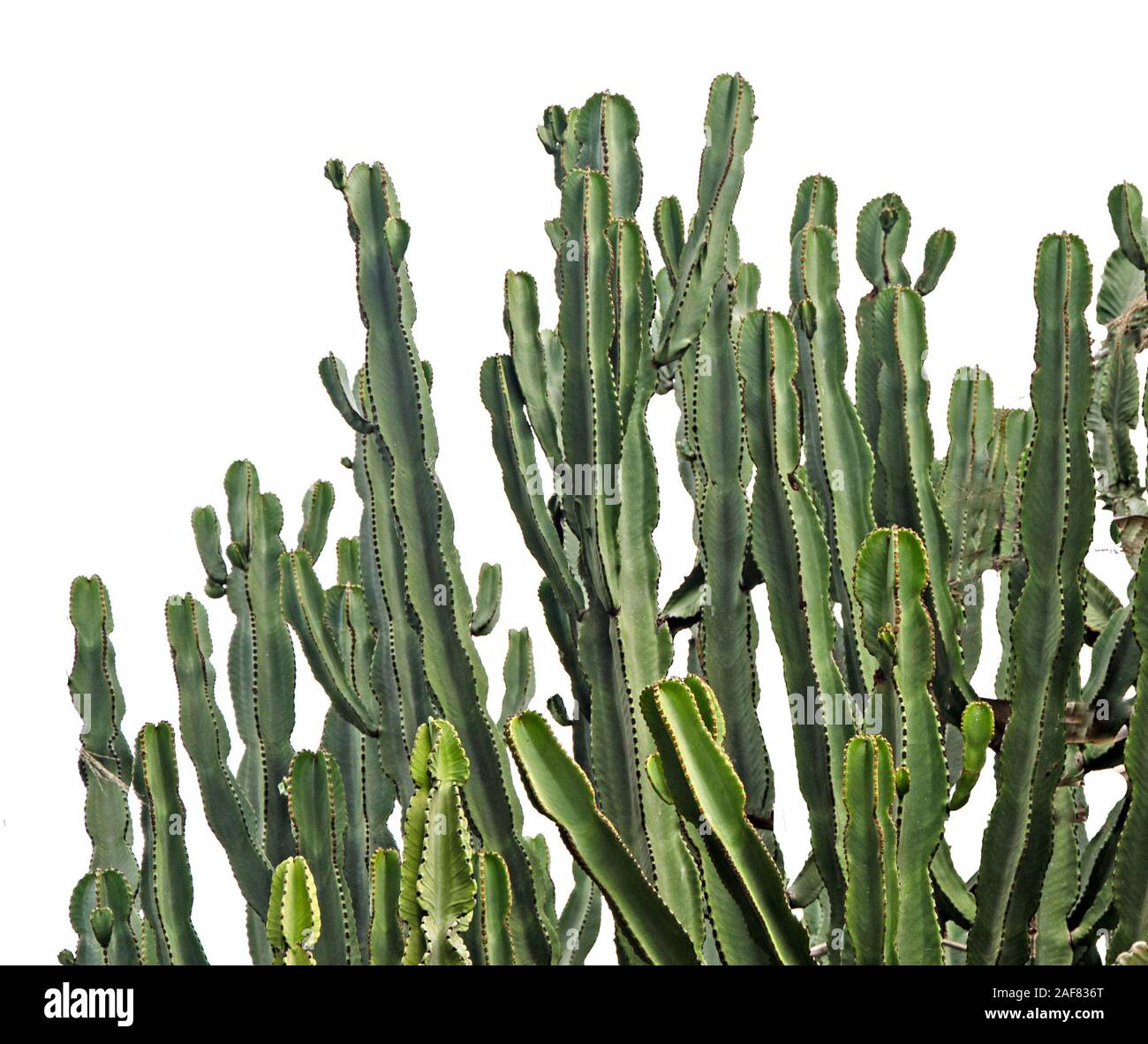 cactus isolated on white background Stock Photo - Alamy
