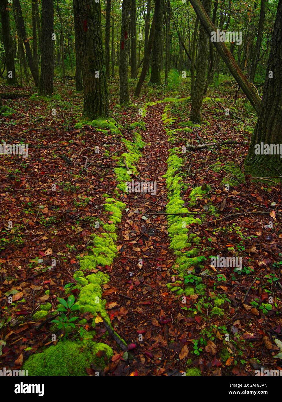 Moss pathway hi-res stock photography and images - Alamy