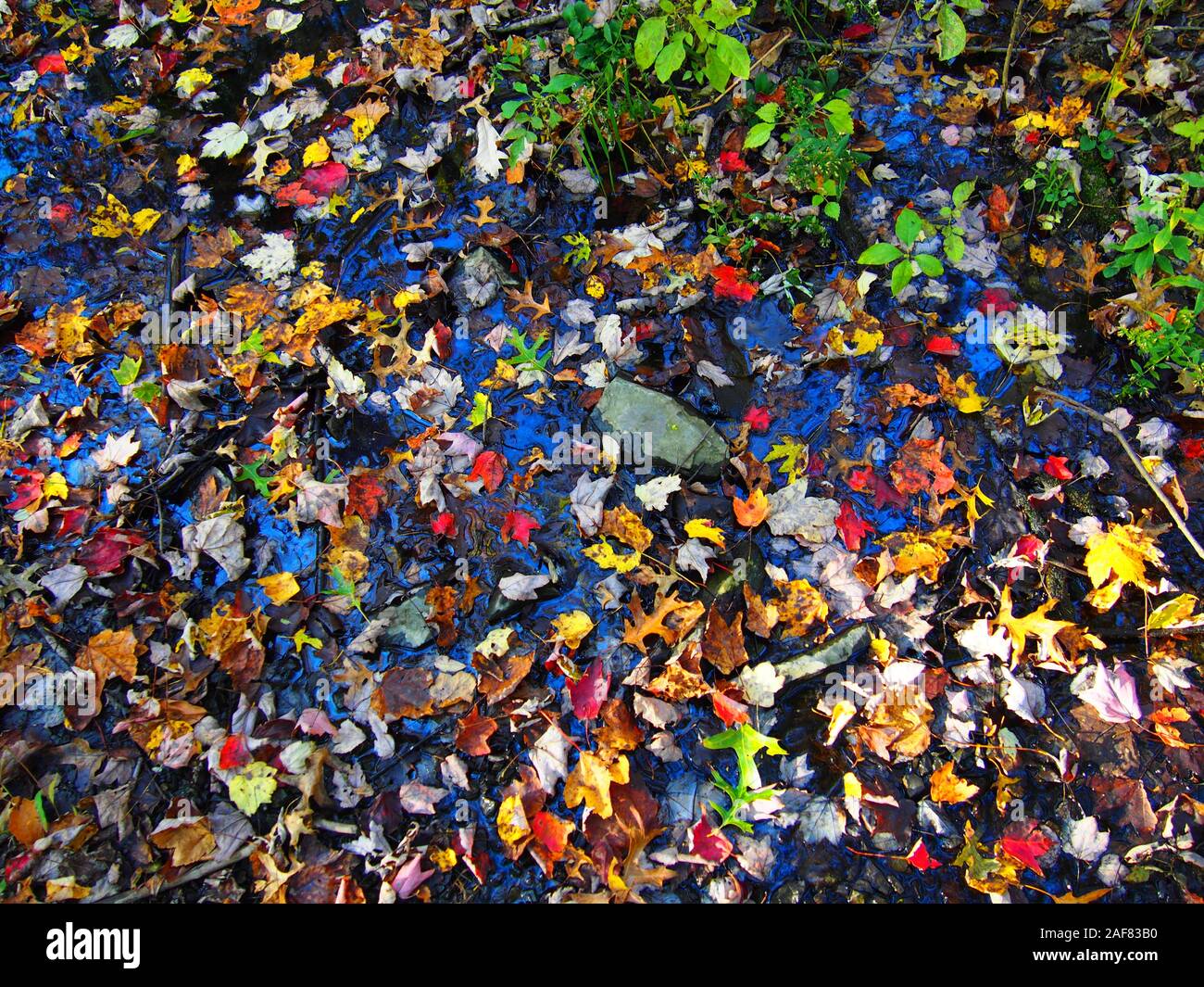 Leaf color puddle Stock Photo - Alamy