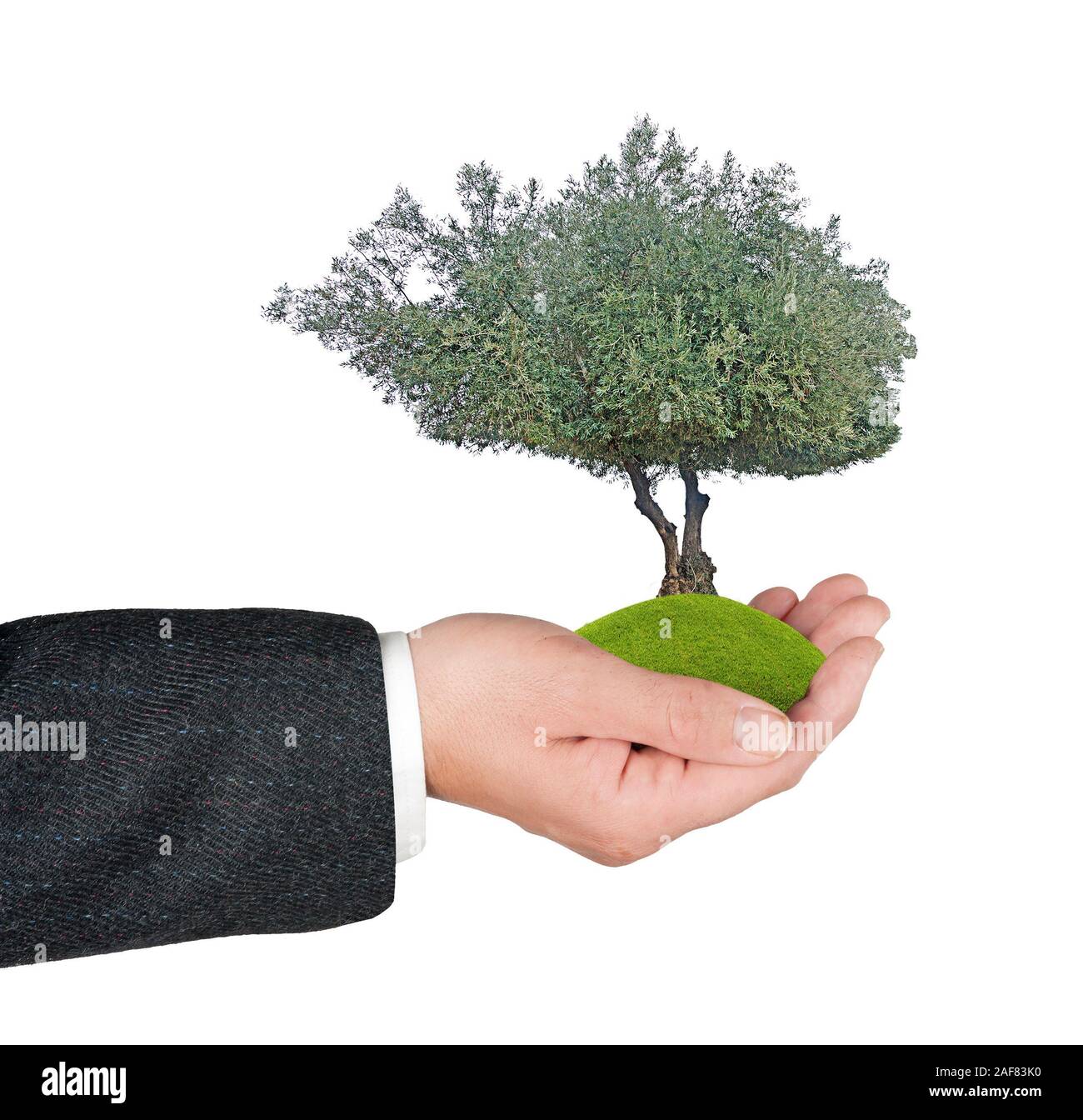 tree in hand Stock Photo - Alamy
