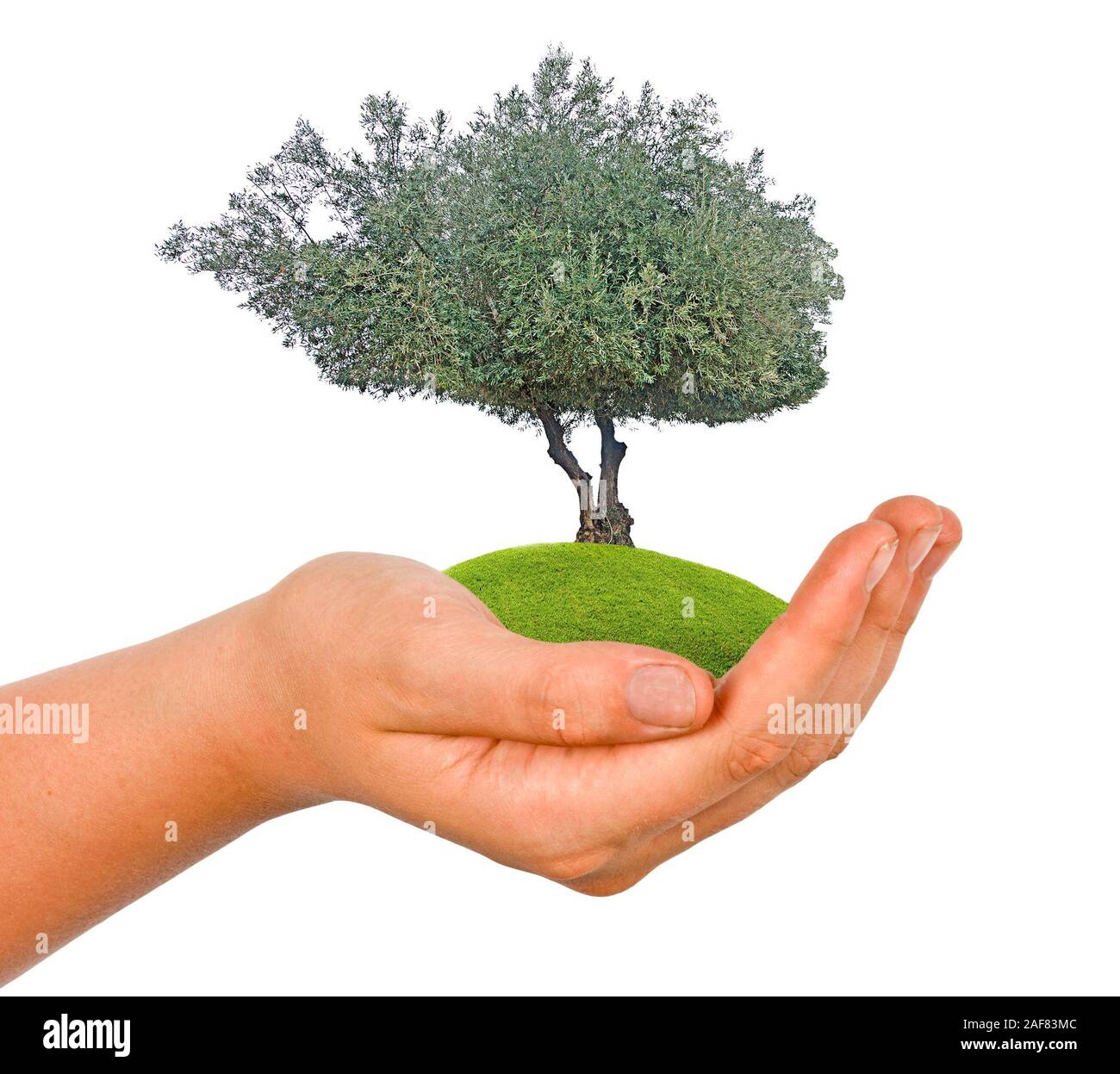 Tree in hand Stock Photo - Alamy