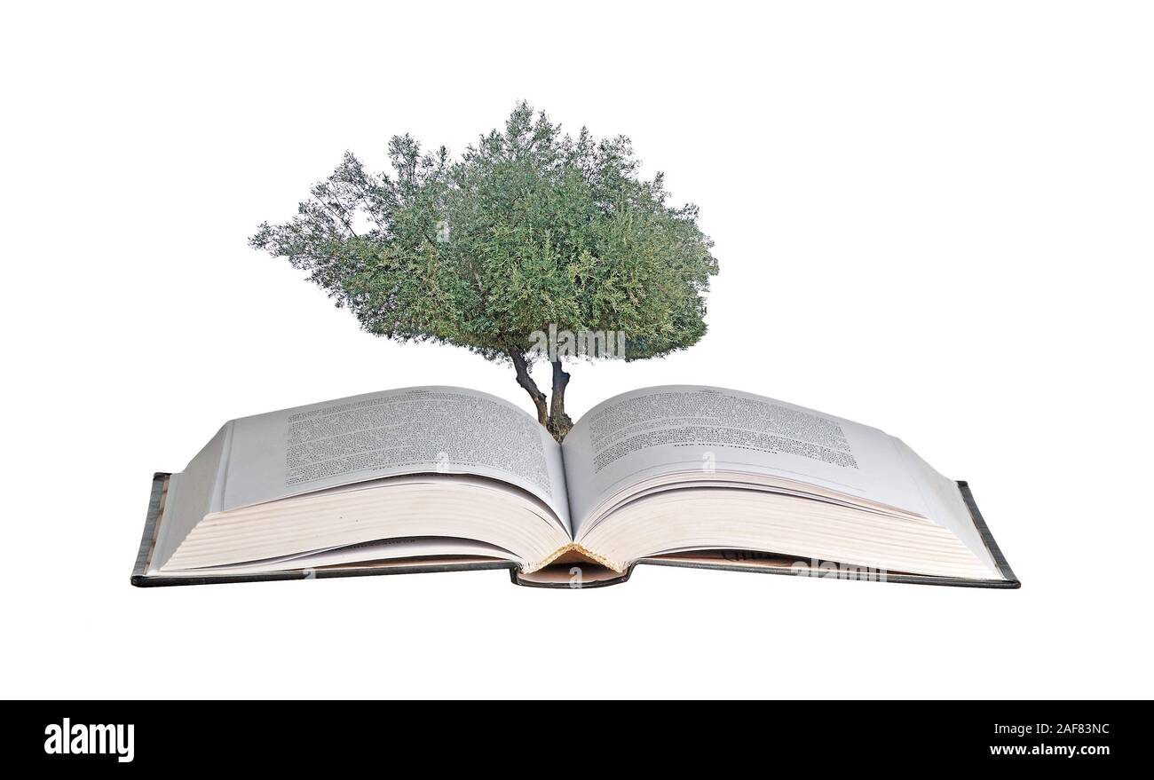 Tree growing from open book Stock Photo - Alamy