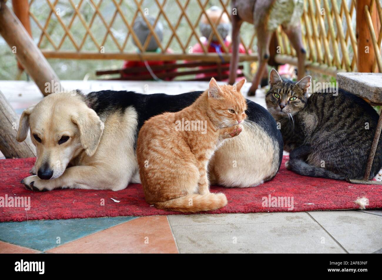 Dog and two cats to snuggle each other as best friends Stock Photo - Alamy